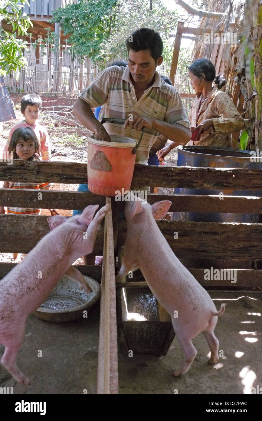 Cambodia - family with their pig Stock Photo - Alamy