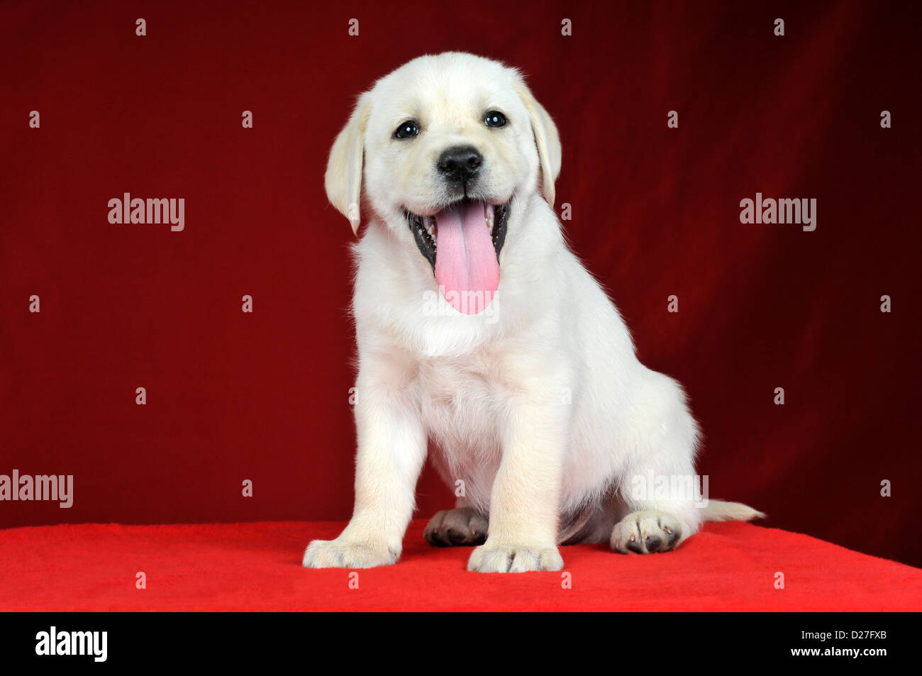 Red labrador retriever puppy hi-res stock photography and images - Alamy