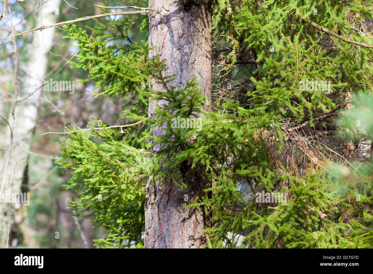 Background image with old pine tree Stock Photo - Alamy