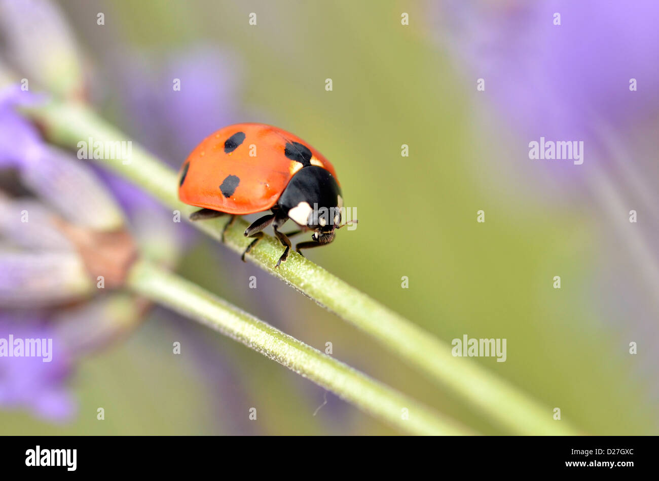 Seven Spot Ladybug High Resolution Stock Photography and Images - Alamy