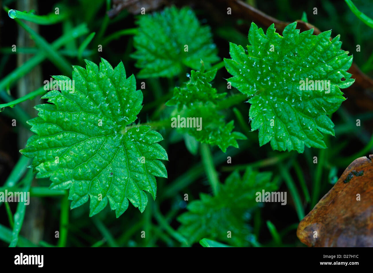New spring growth of stinging nettle. Dorset, UK Stock Photo - Alamy
