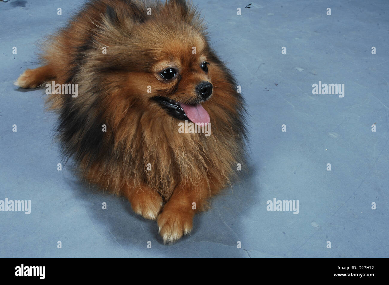 Closeup shot of Dog Stock Photo - Alamy