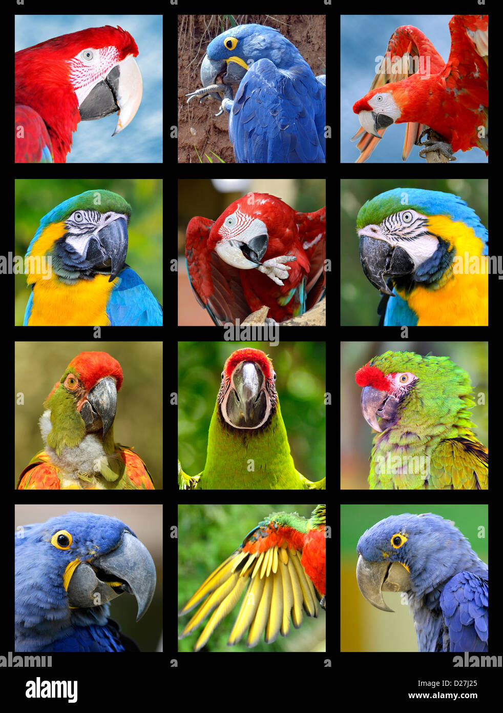 Twelve mosaic photos of portrait of parots Stock Photo - Alamy