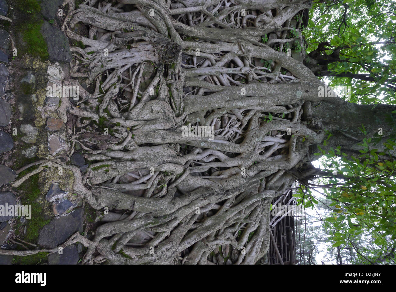ETHIOPIA Interesting trees and roots at Fasilada's Bath, Gonder Stock ...