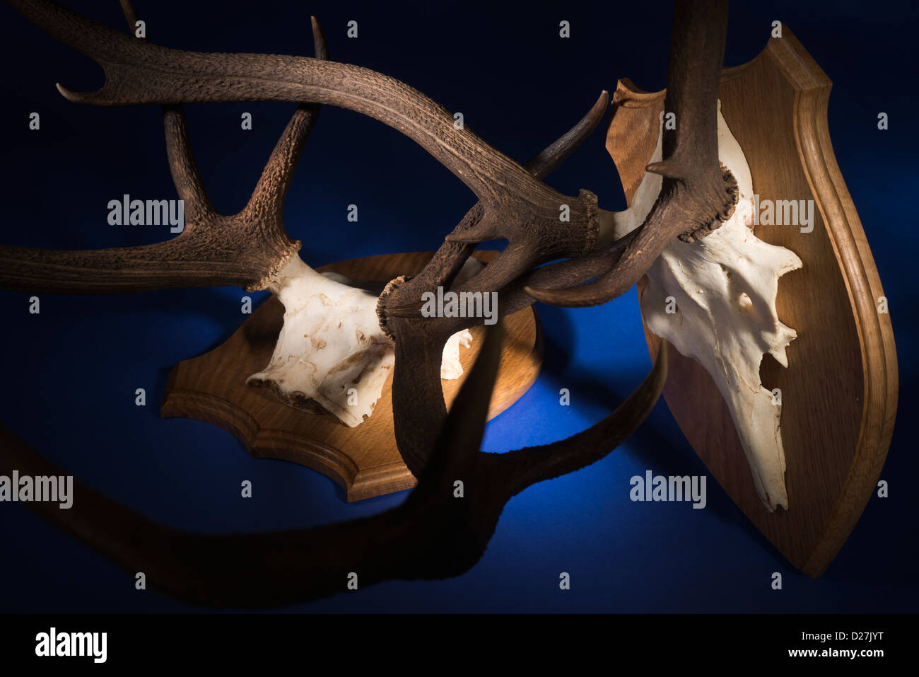 Clash of antlers. Stags lock horns in battle Stock Photo - Alamy