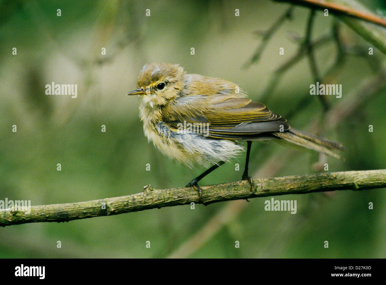 Chaff hi-res stock photography and images - Alamy