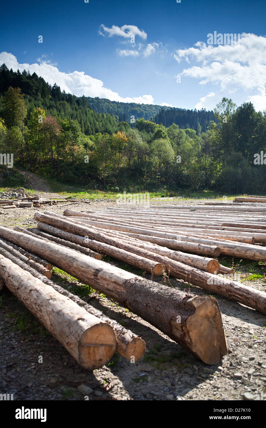 A row of logs are on the ground Stock Photo - Alamy