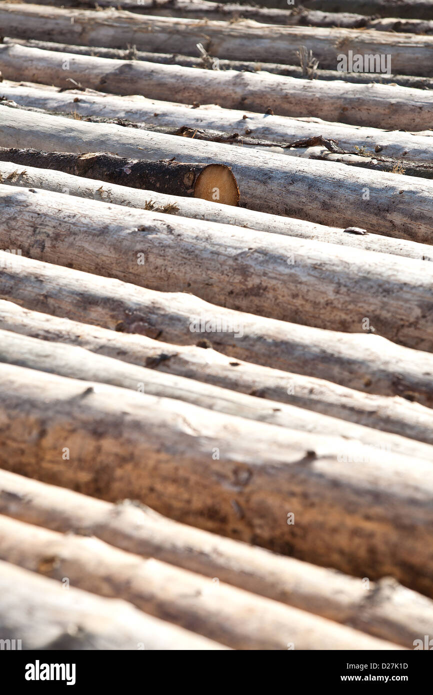 A row of logs are on the ground Stock Photo - Alamy