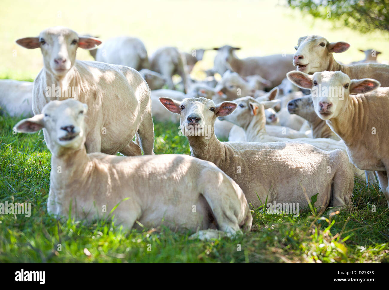 Sheep herd on the shadow meadow Stock Photo - Alamy