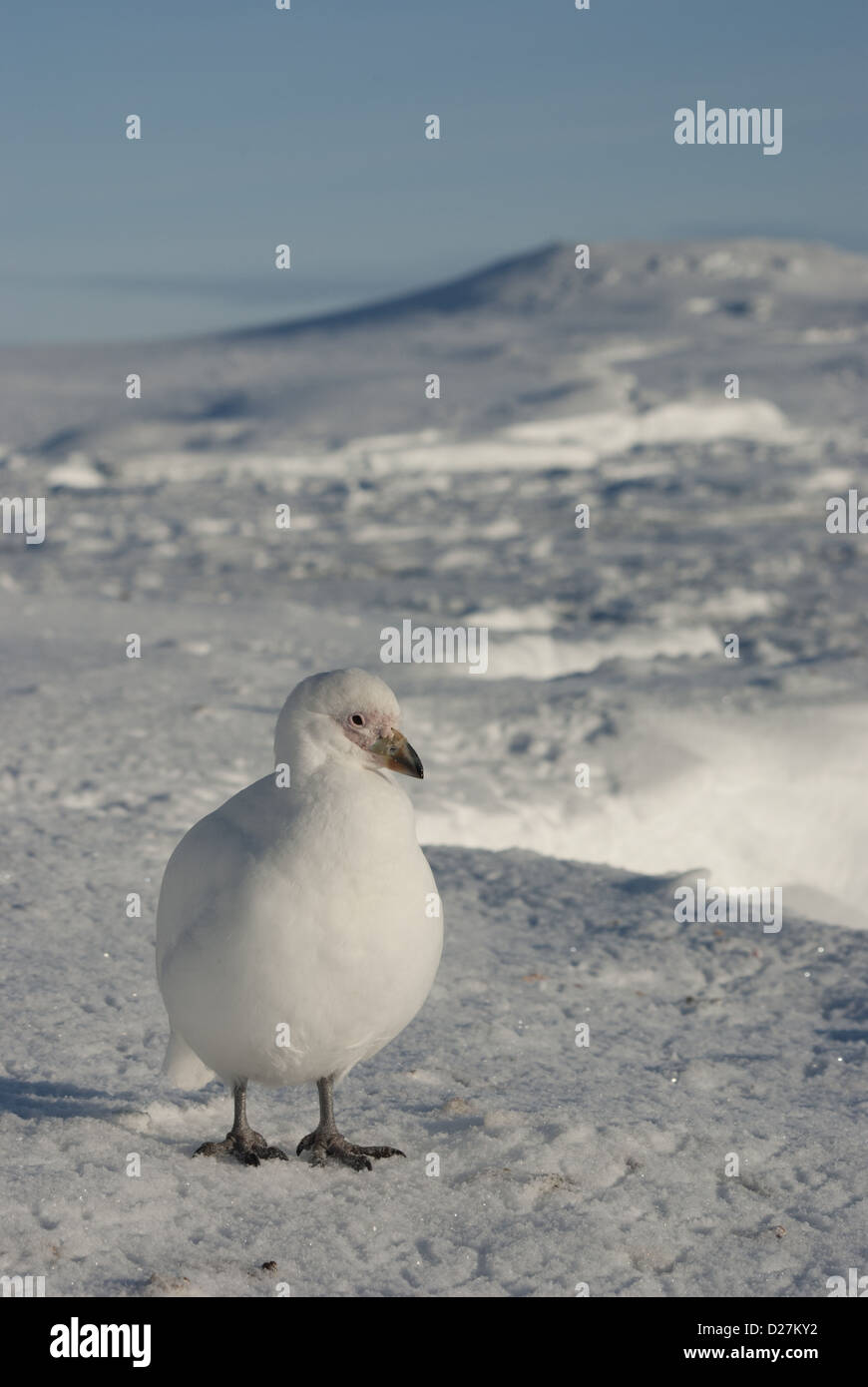 Snowy Sheathbill (Chionis albus) on the background of the snowy ...