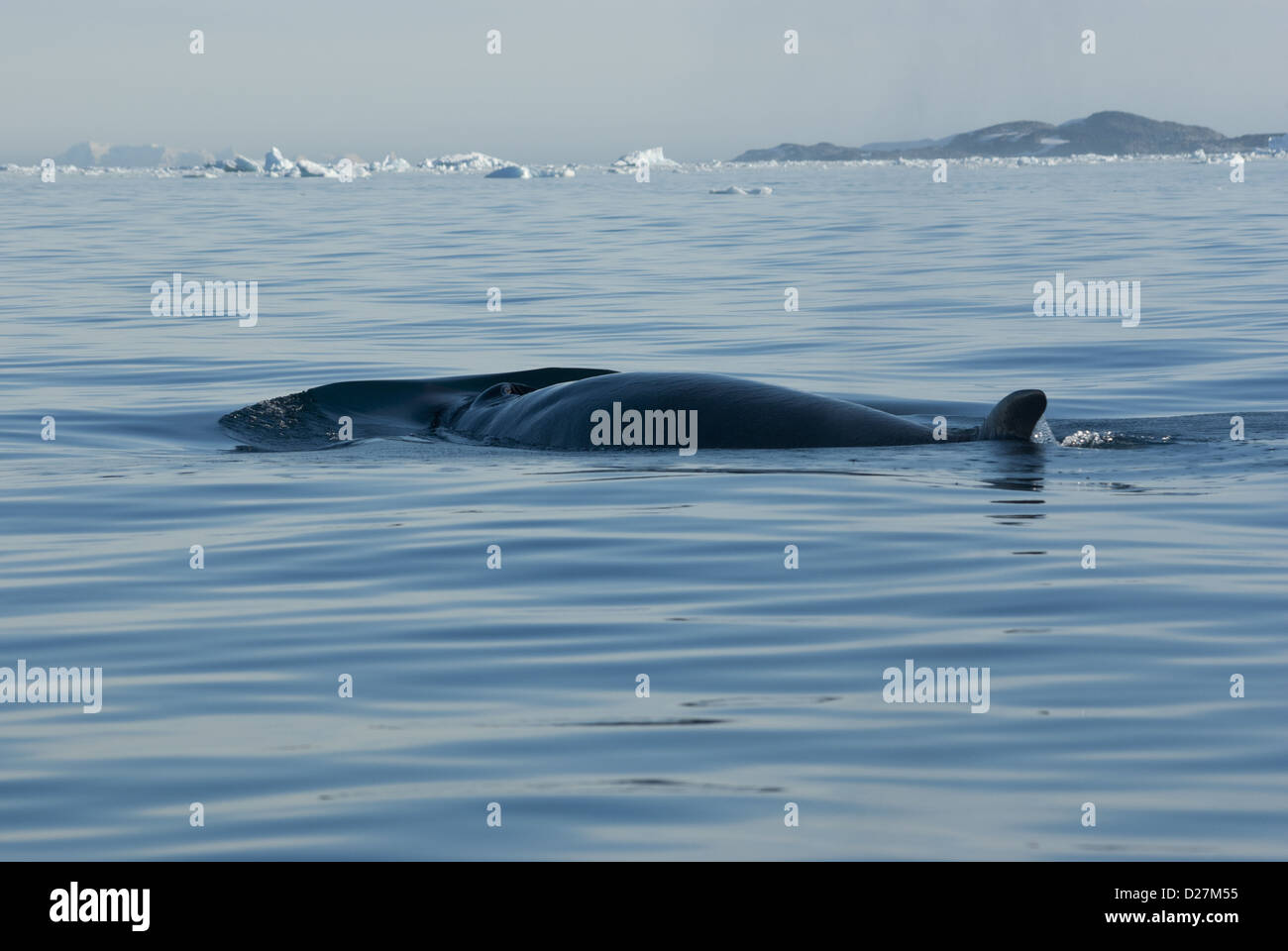 The minke whale in the Southern Ocean against the backdrop of ice-2 ...