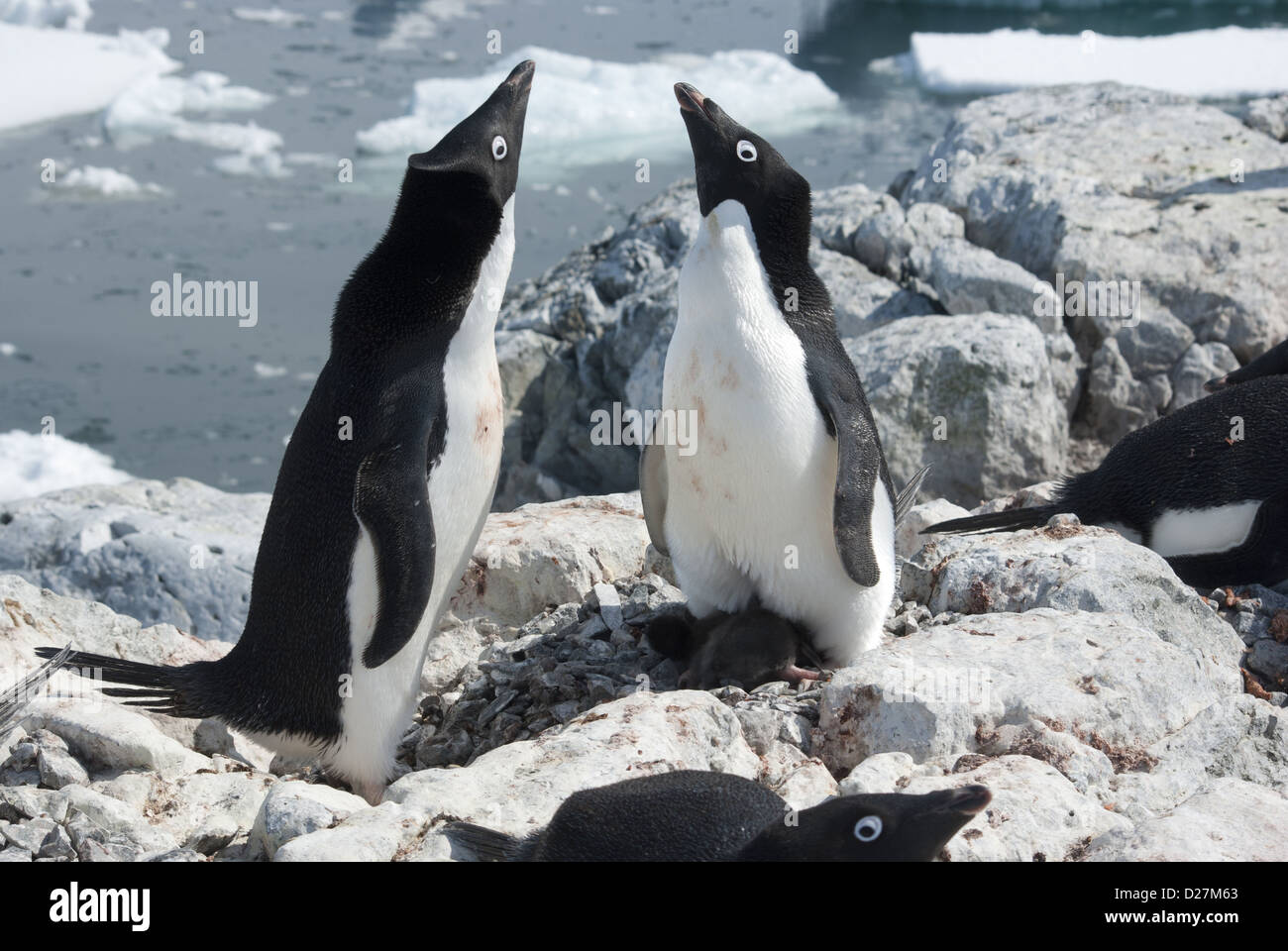 Two Adelie penguins communicate with each other near a nest Stock Photo ...