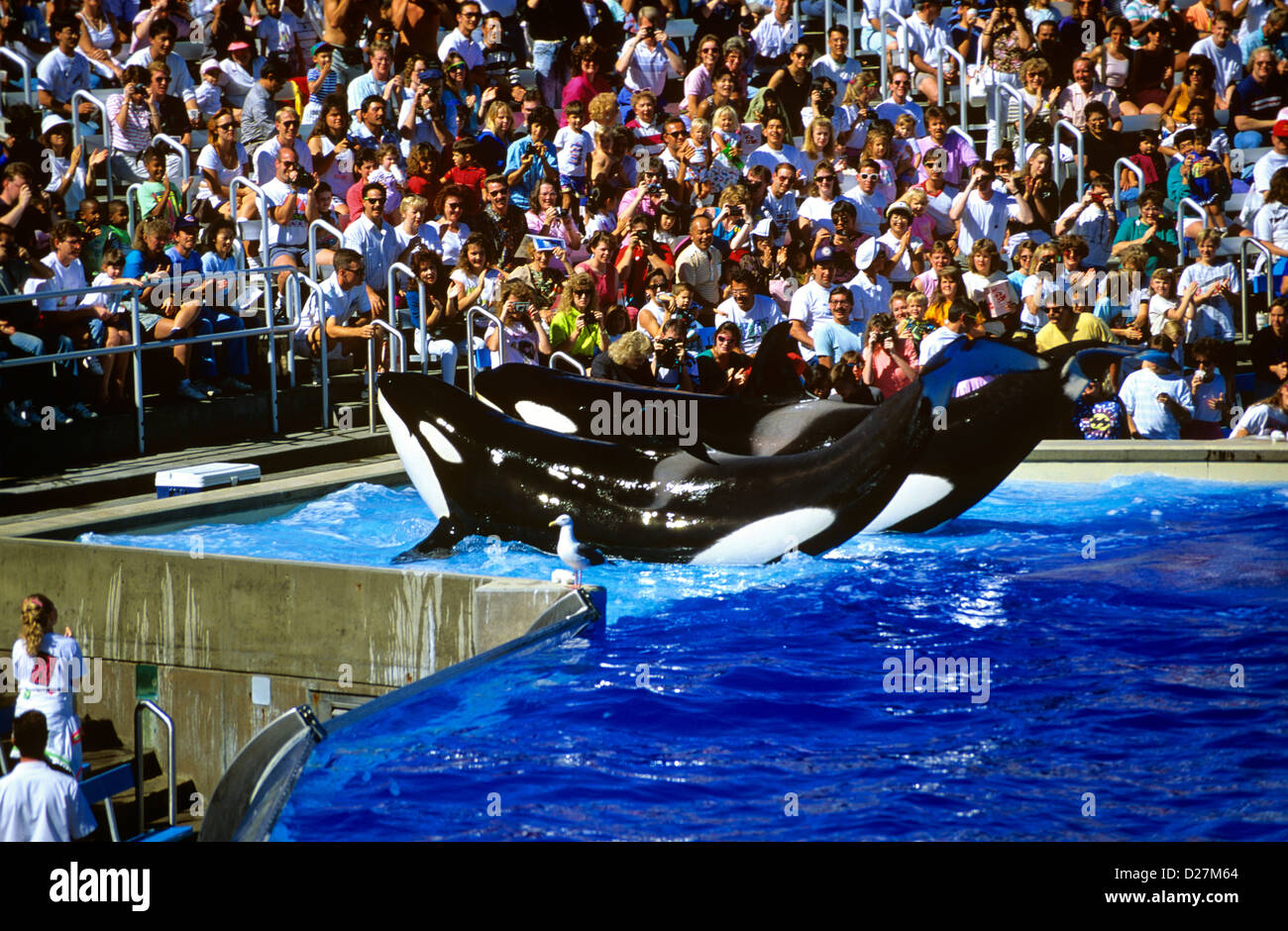 Killer whales greet a delighted crowd at Shamu Stadium, Sea World of ...