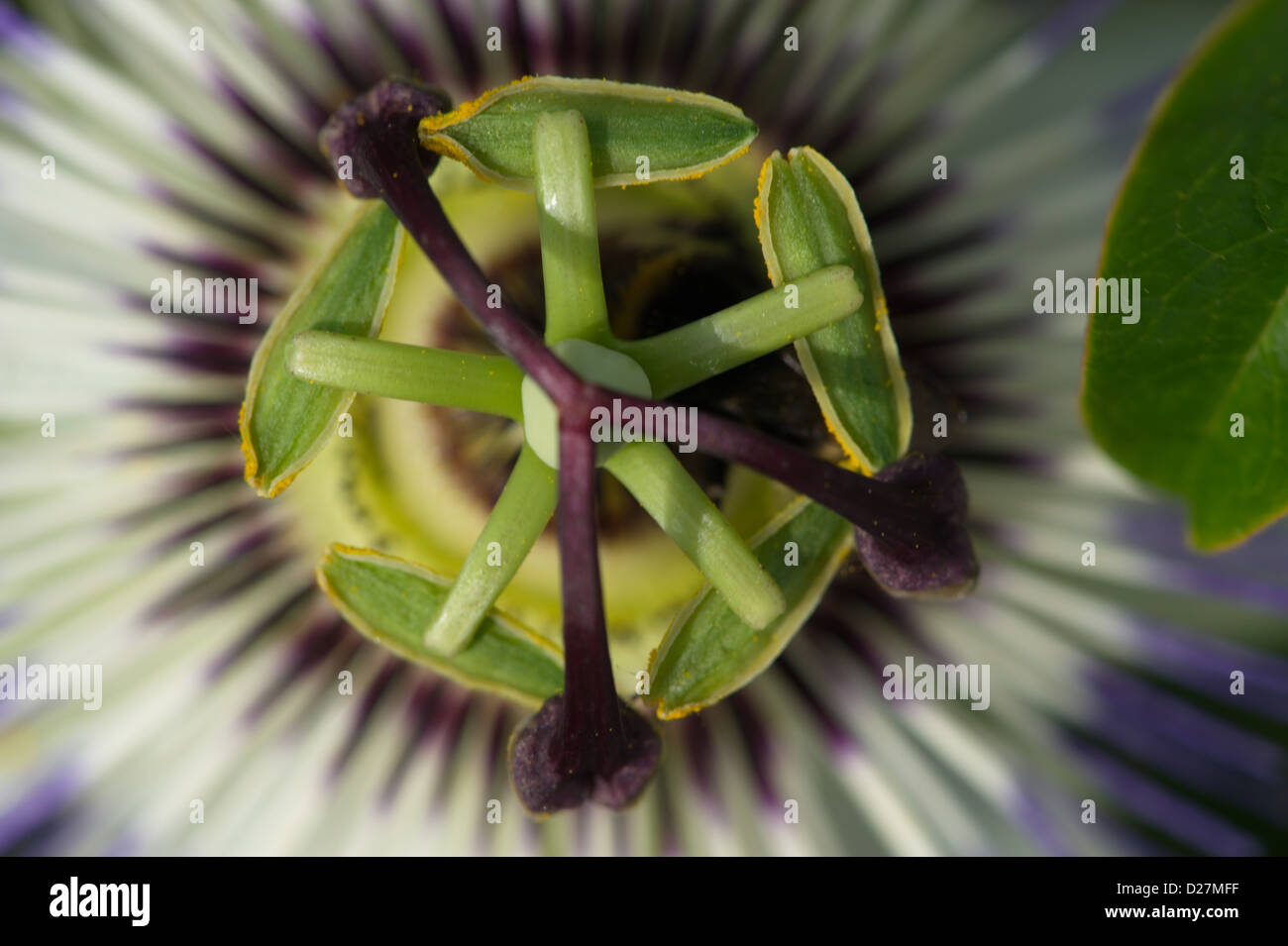 Muscle natural patterns hi-res stock photography and images - Alamy