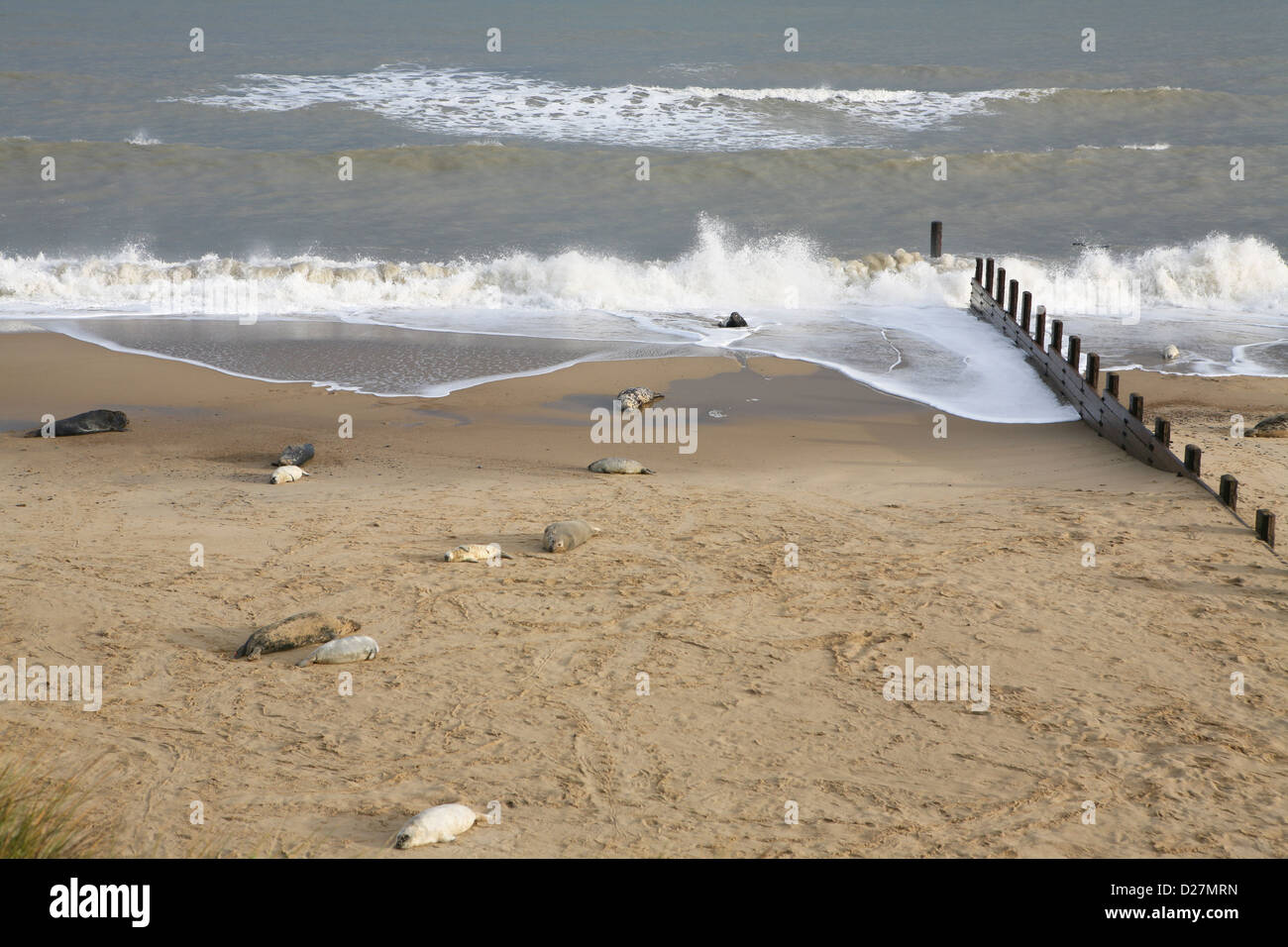 Sea palling hi-res stock photography and images - Alamy