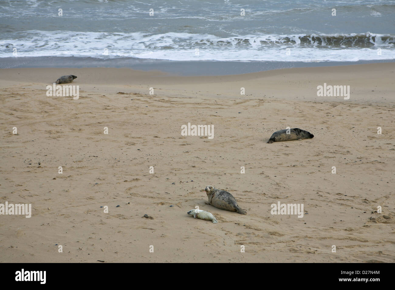 Beach at Sea Palling, Norfolk, in late November, with Grey seals and ...