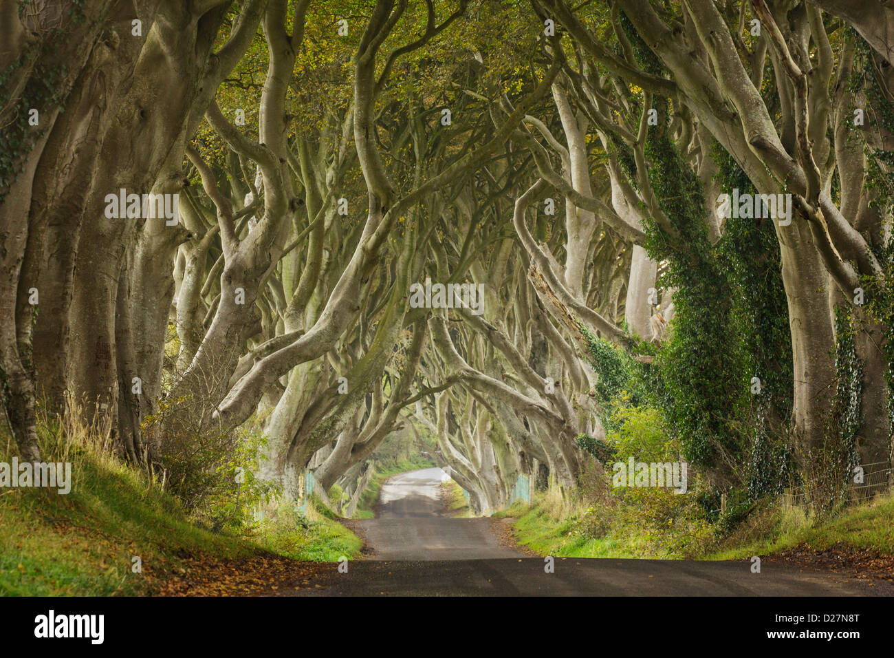 The famous Dark Hedges landmark location from Northern Ireland Stock ...