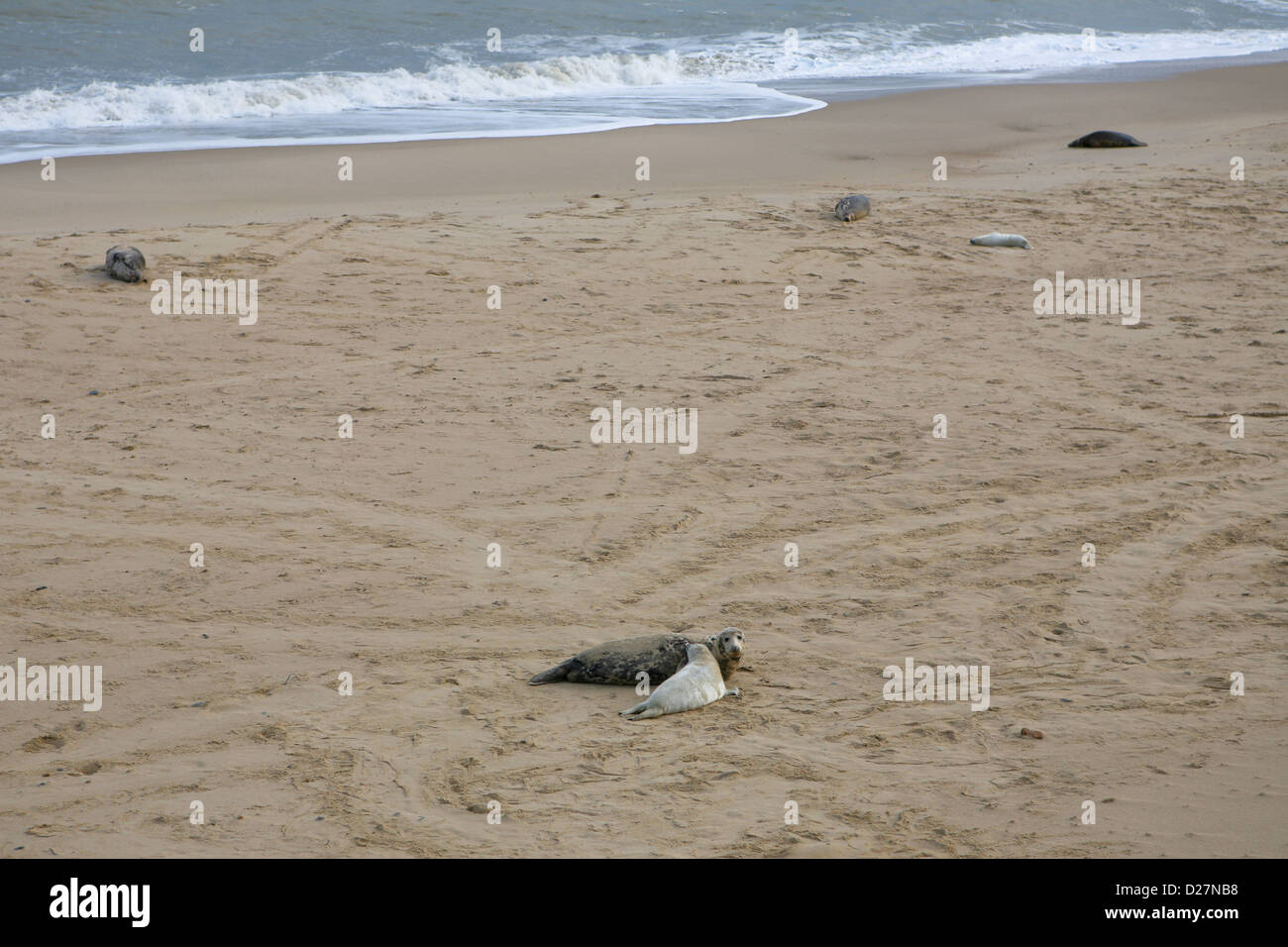Grey seal mother and pup on the beach at Sea Palling, Norfolk, in late ...