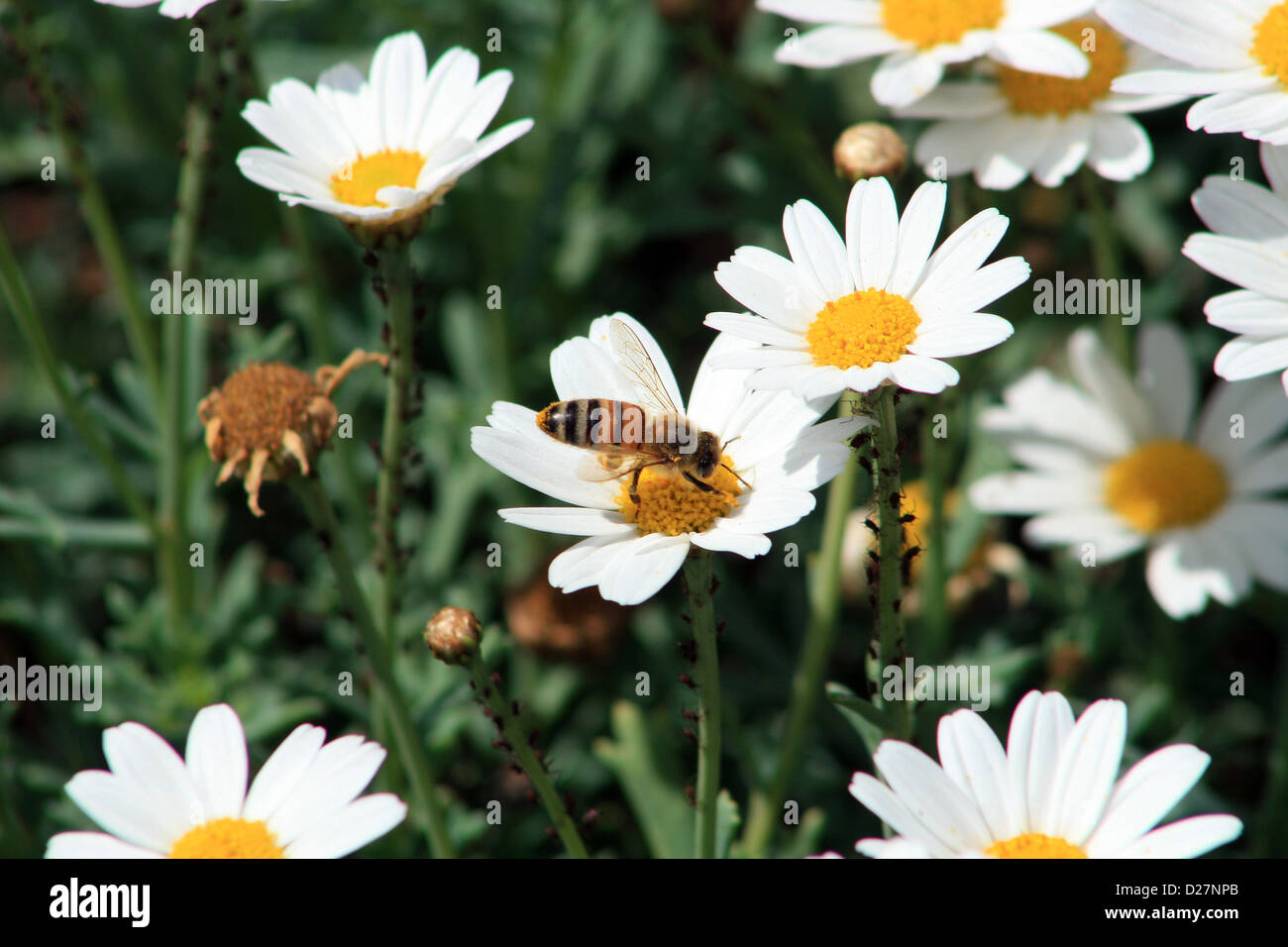 A honey bee pollinating a daisy in a garden in Cotacachi, Ecuador Stock ...