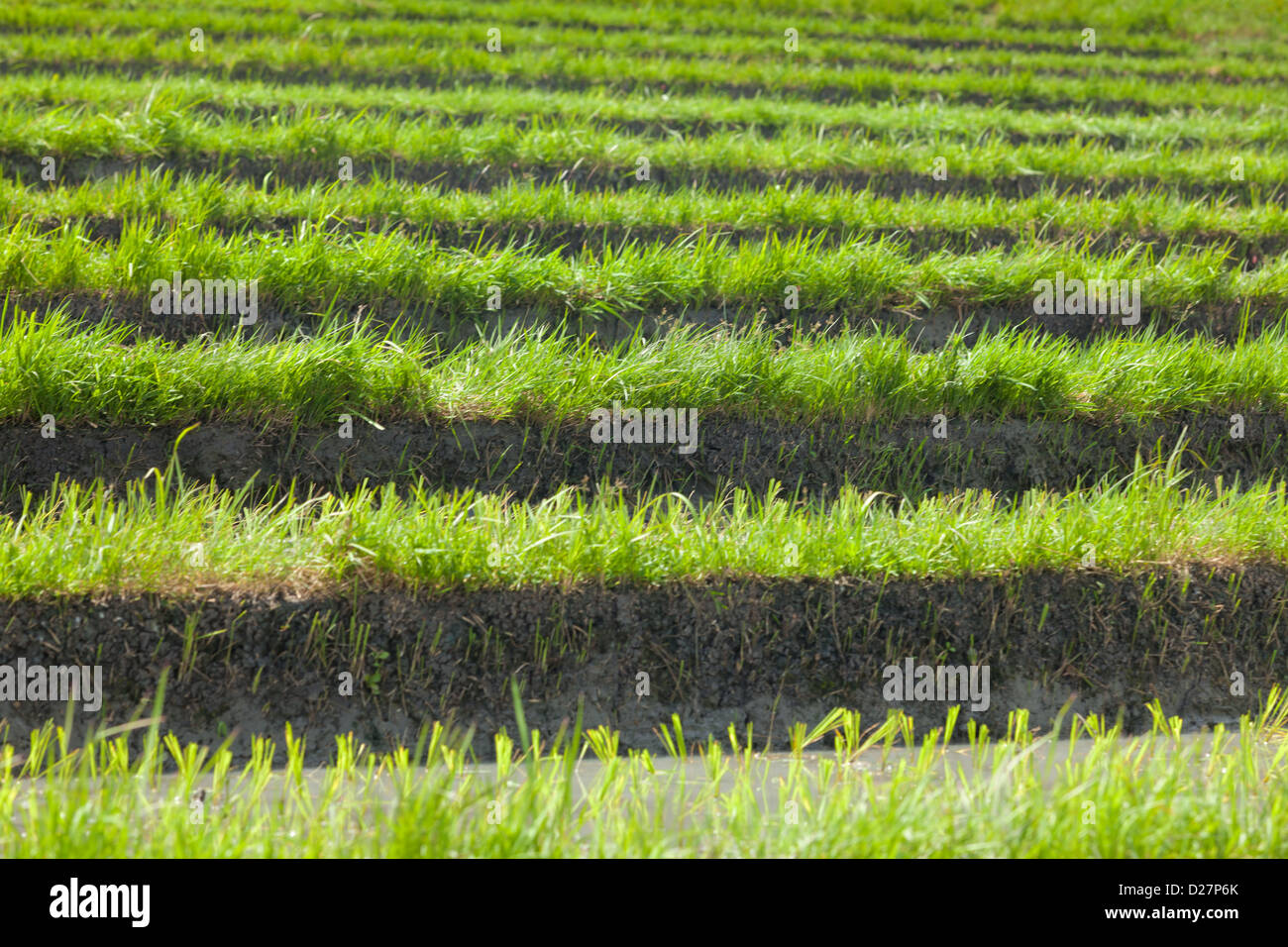 Terraced paddy fields in Bali in Indonesia Stock Photo - Alamy