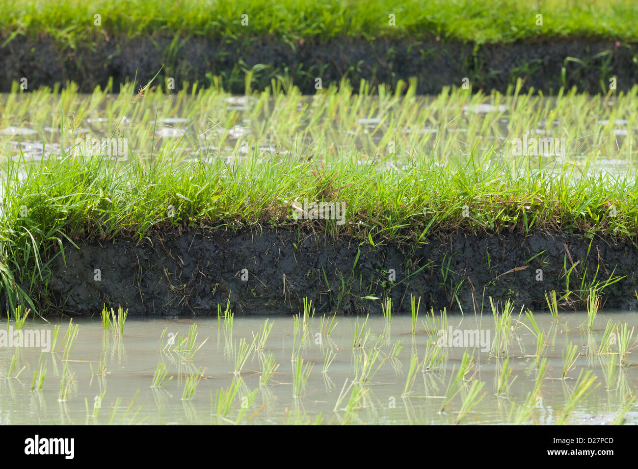 Terraced paddy fields in Bali in Indonesia Stock Photo - Alamy