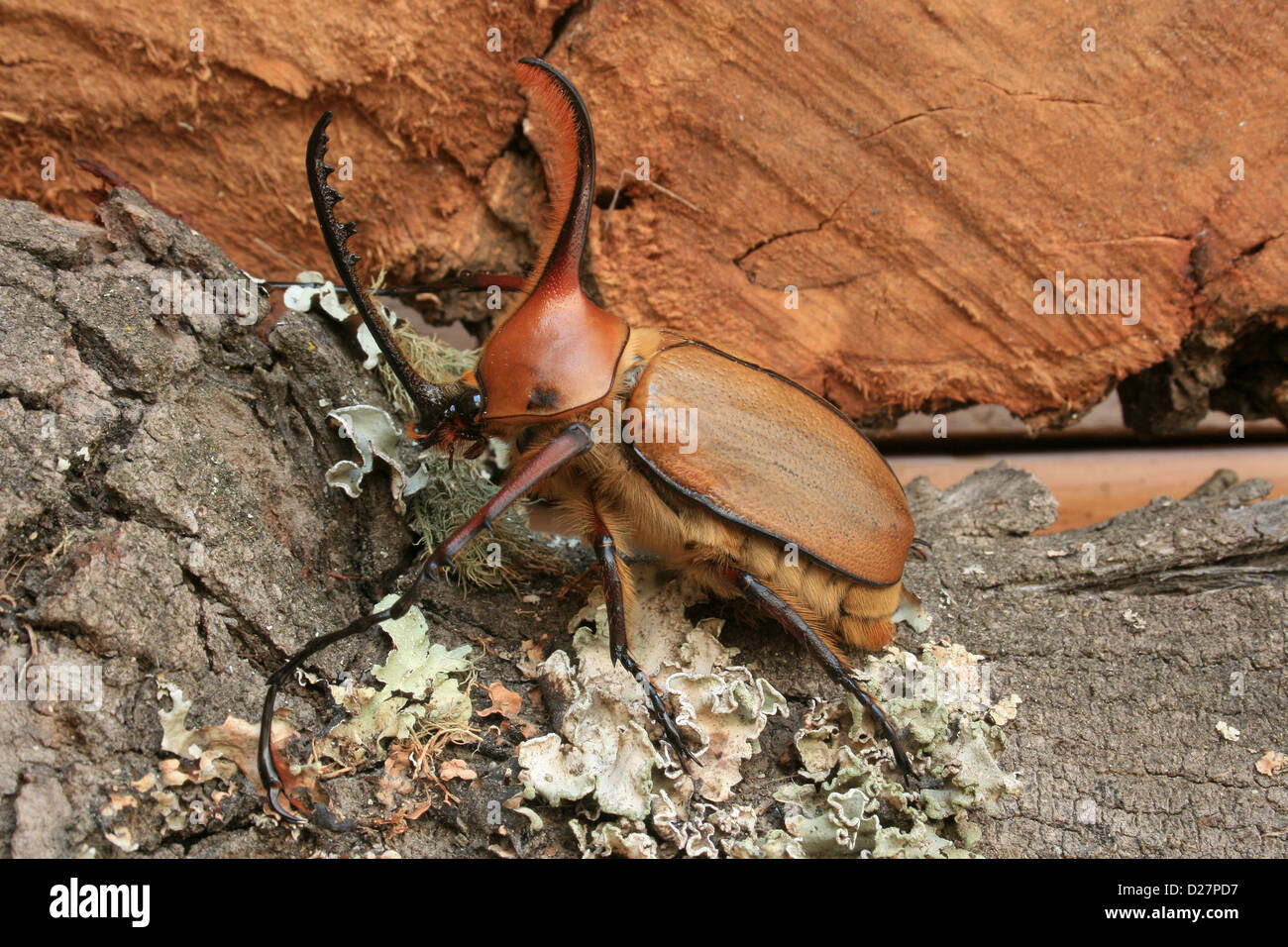 A male Rhinoceros Beetle on a log covered in moss in Cotacachi, Ecuador ...