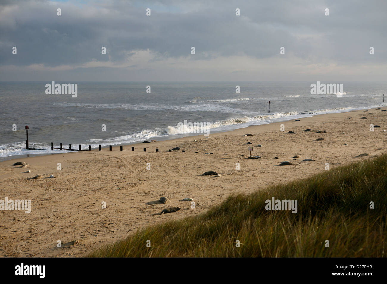 Beach at Sea Palling, Norfolk, in late November, with Grey seals and ...