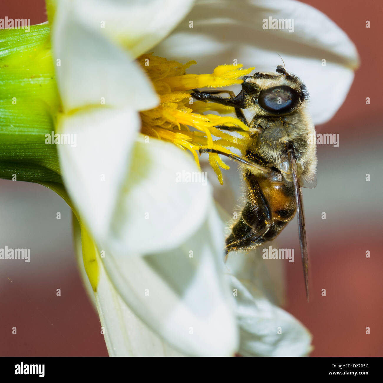 Female Hover Fly collecting pollen, tongue visible Stock Photo - Alamy