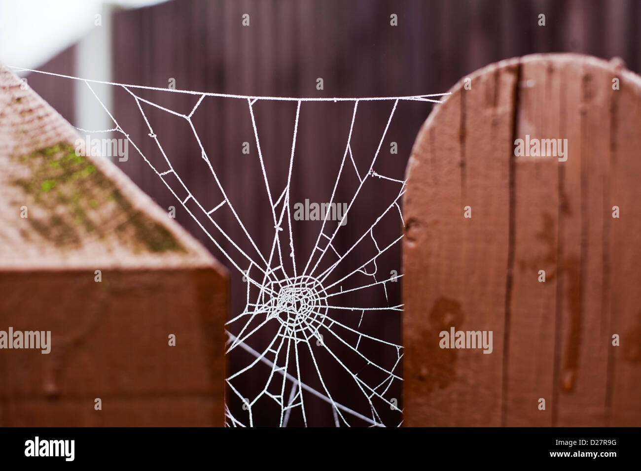Tangled Cobweb High Resolution Stock Photography and Images - Alamy