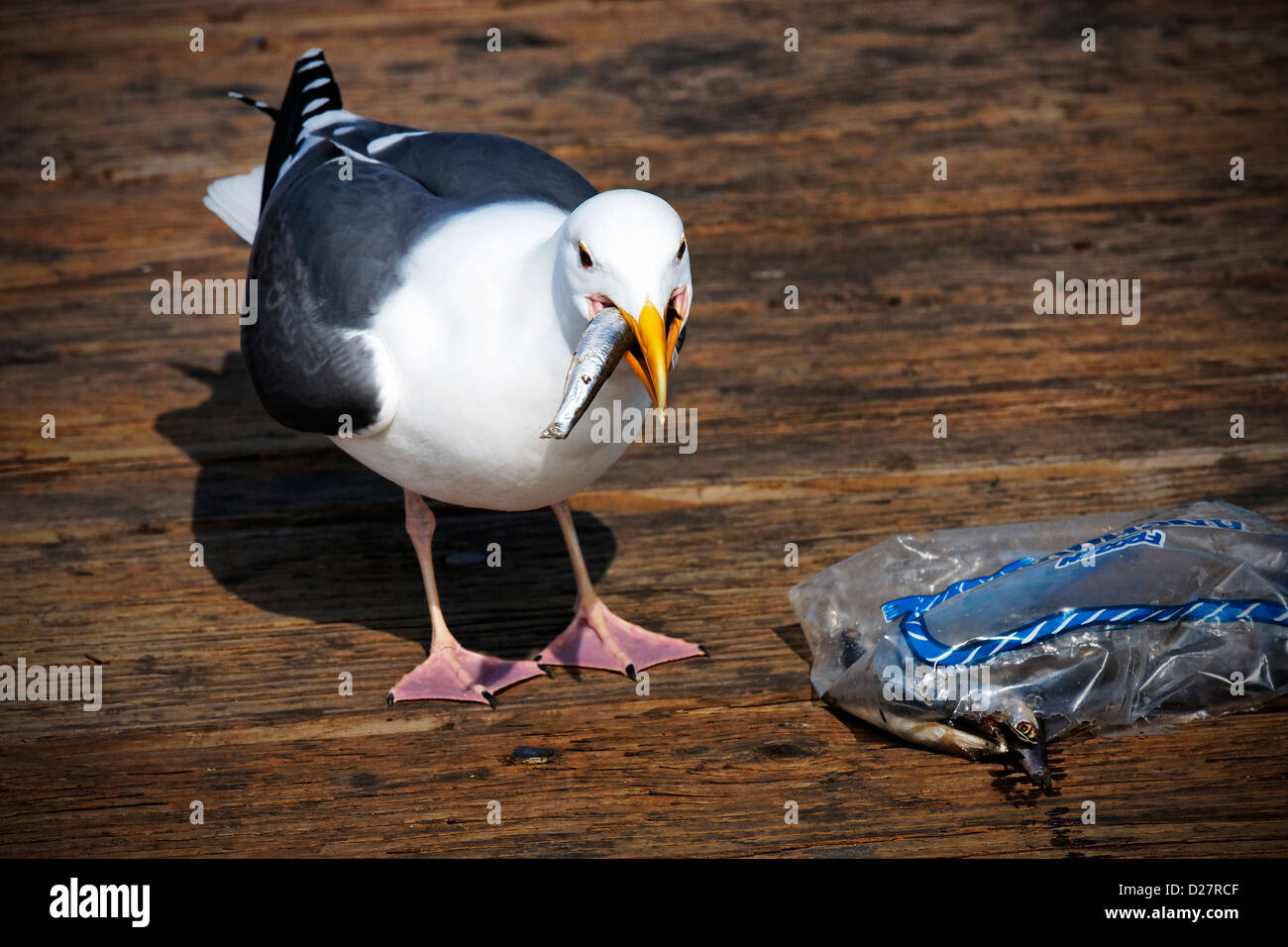Seagull with Fish Bait Stock Photo - Alamy