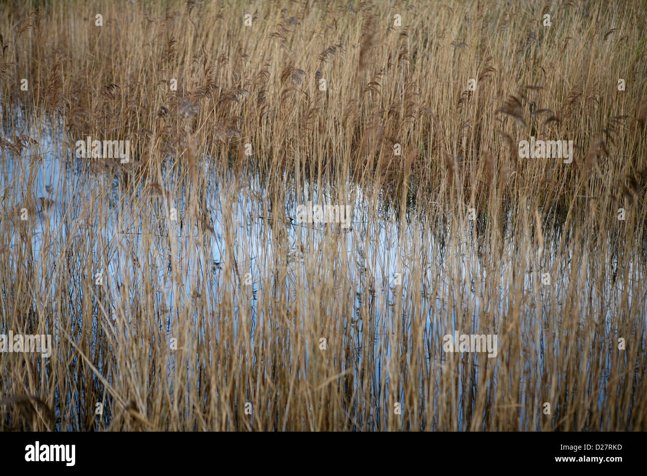 Wetland reed-bed at Hickling Broad National Nature Reserve, Norfolk ...