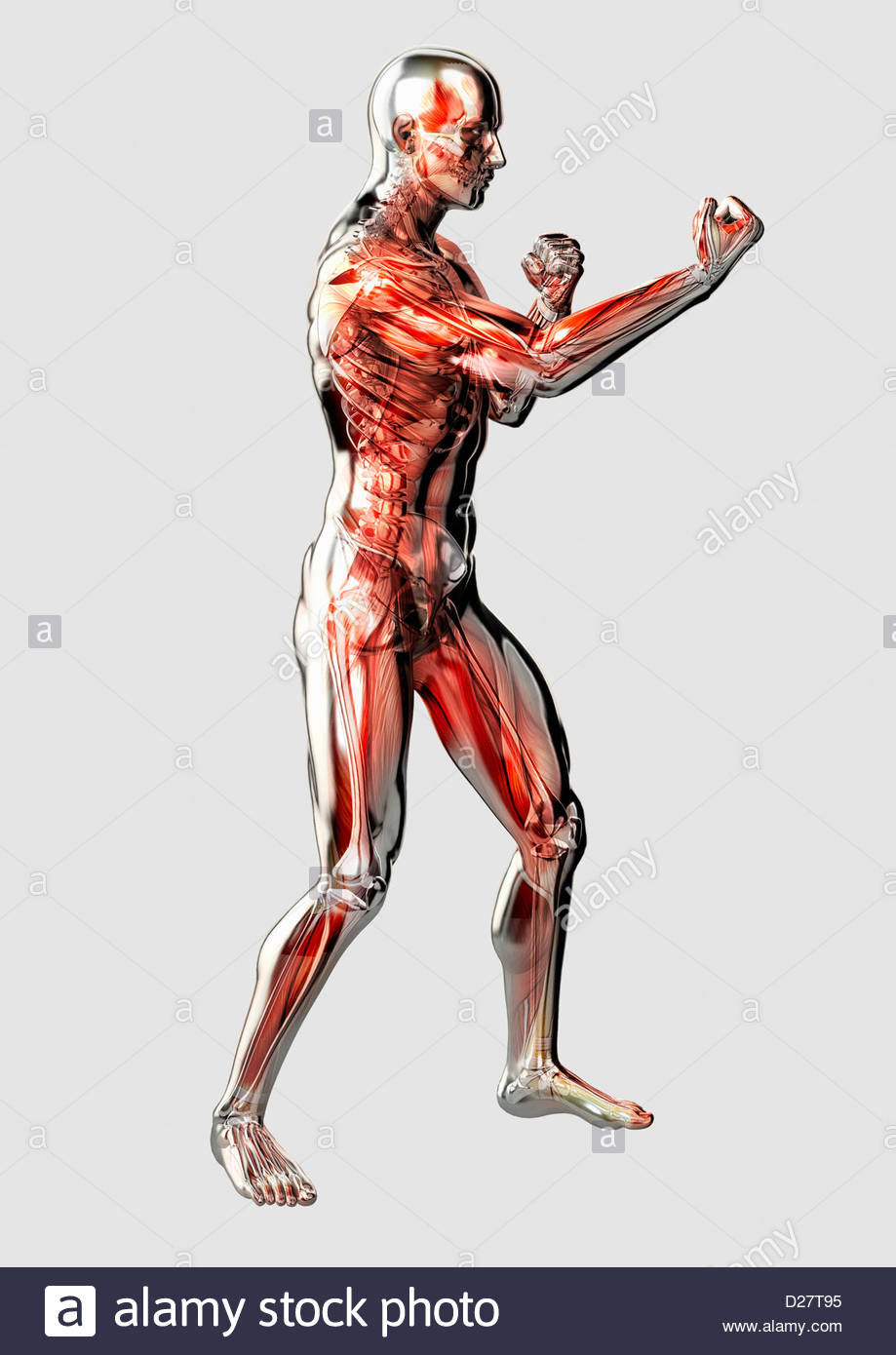 Anatomy Man Arms Up Illustration Stock Photos & Anatomy Man Arms Up ...