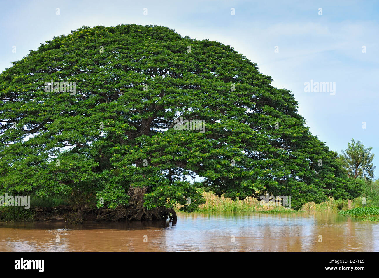 Overhanging tree trees hi-res stock photography and images - Alamy