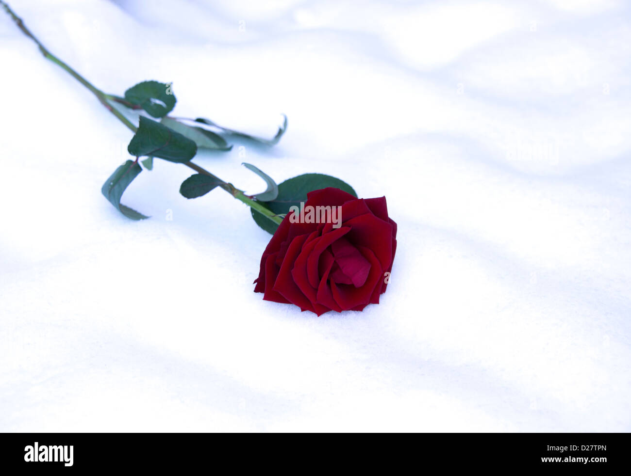 red rose in the snow for valentine card Stock Photo - Alamy