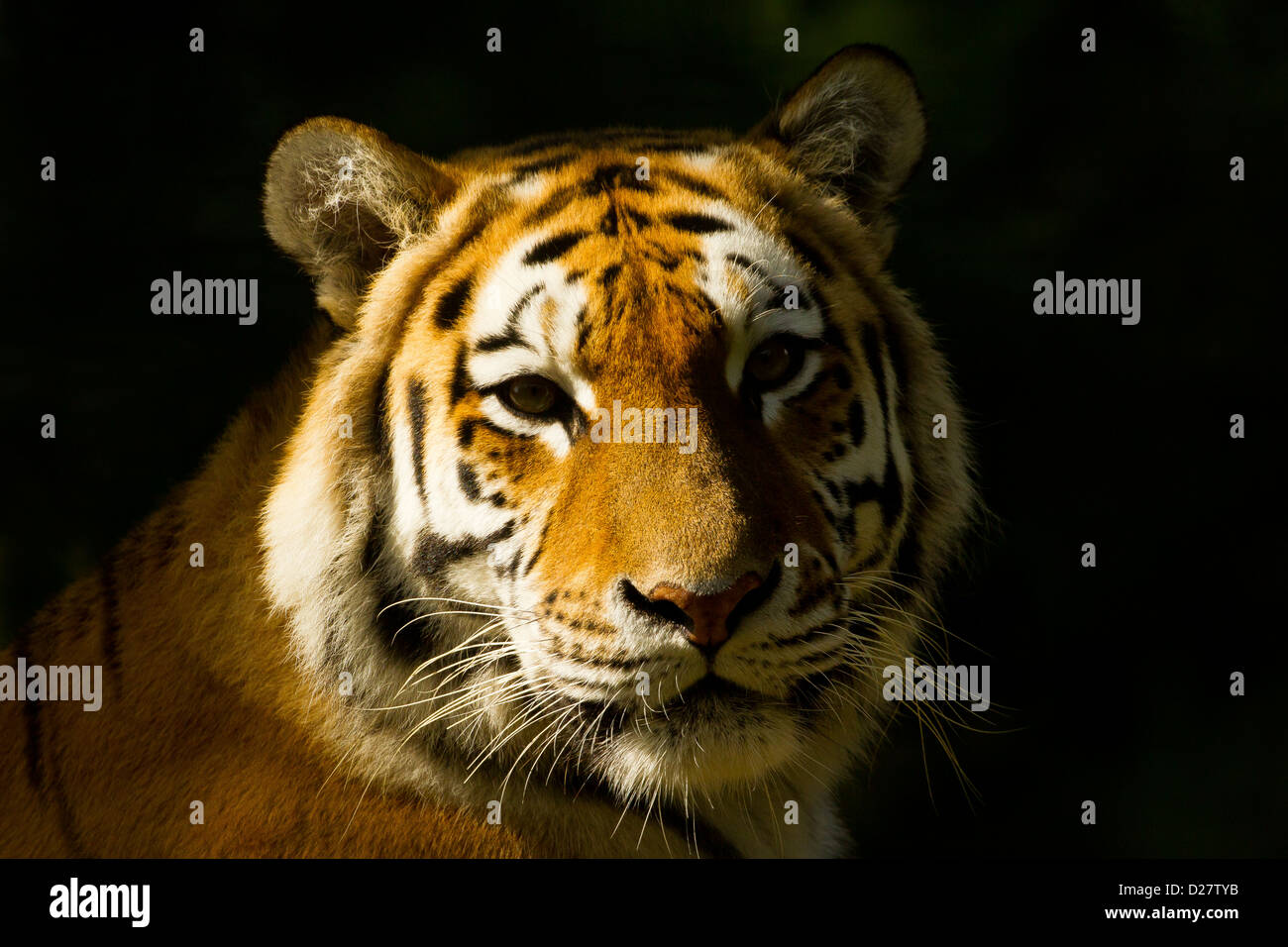 Siberian/Amur Tiger (Panthera Tigris Altaica) Sitting Down Stock Photo ...