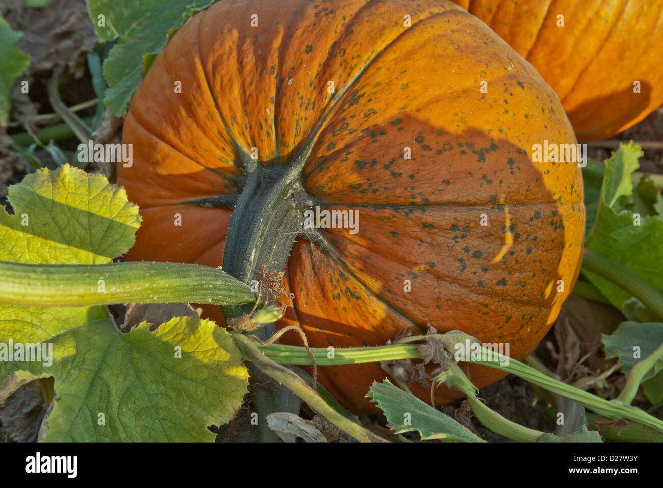 Giant pumpkin close up hi-res stock photography and images - Alamy