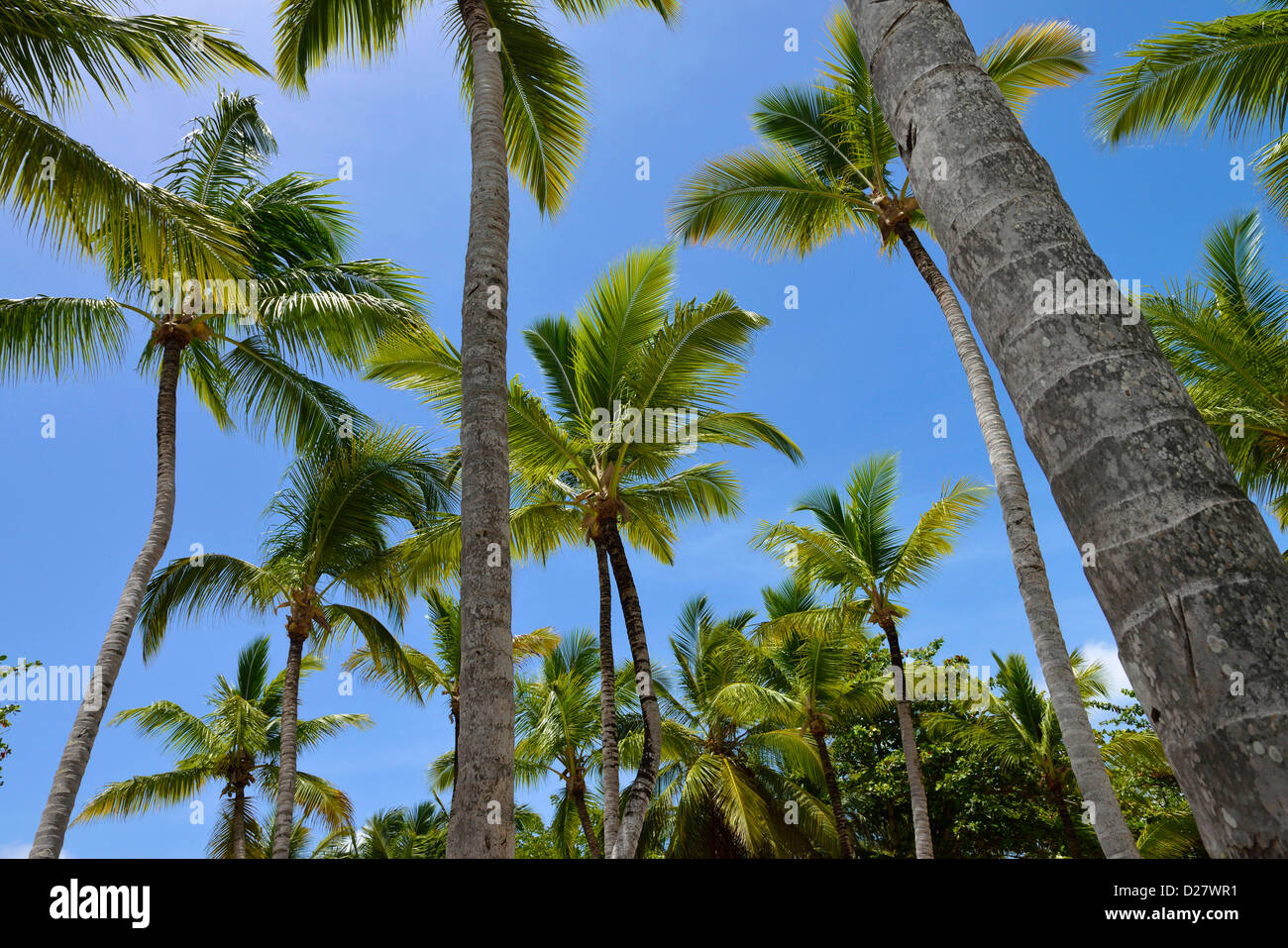 Palm trees at Punta Cana, Dominican Republic Stock Photo - Alamy