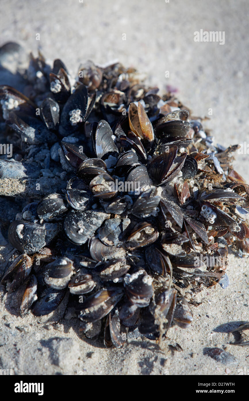 Mussels on beach hi-res stock photography and images - Alamy