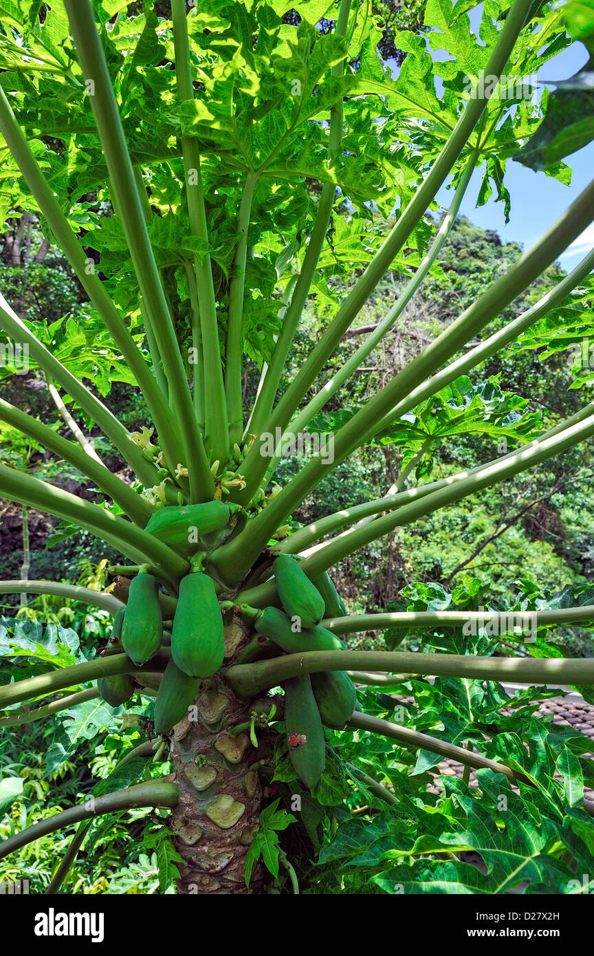 Pawpaw tree hi-res stock photography and images - Alamy
