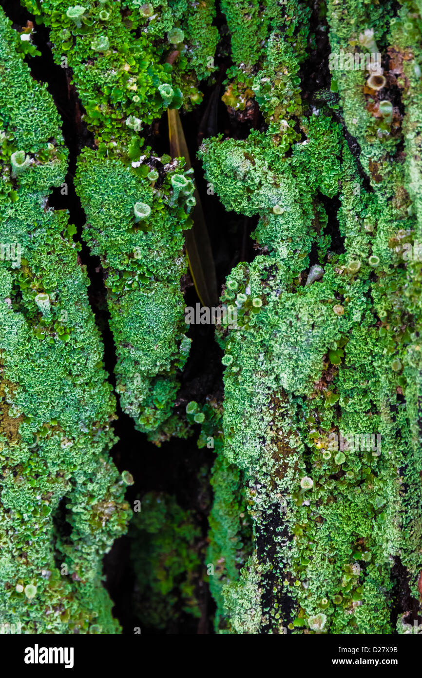 Lichen xanthoparmelia hi-res stock photography and images - Alamy