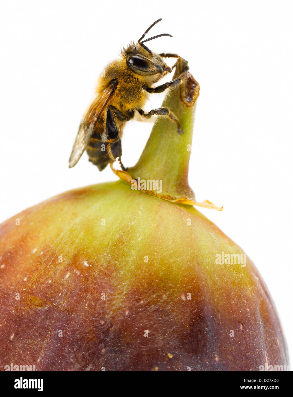 Bee on Tip of Fresh Fig, Close-Up Stock Photo - Alamy