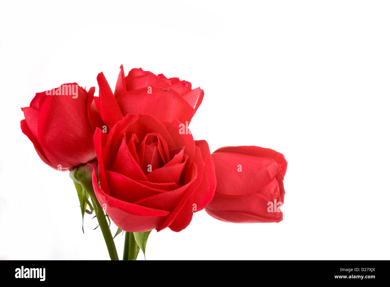 4 Roses over white background Stock Photo - Alamy