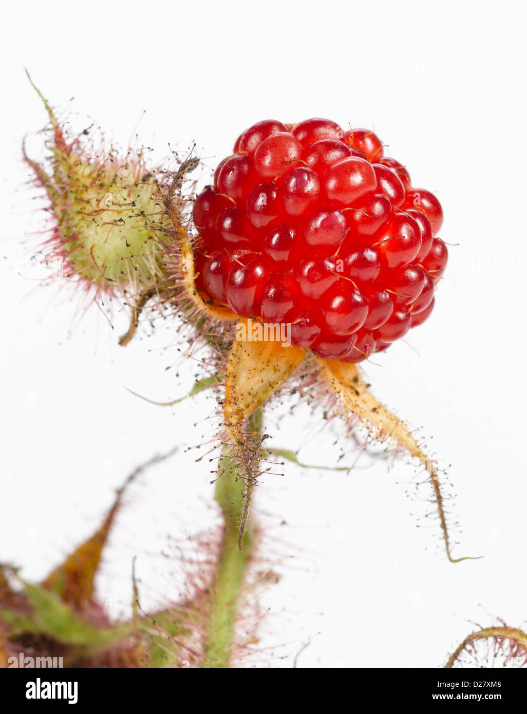 Ripe Wild Raspberry on Stem, Close Up Stock Photo - Alamy