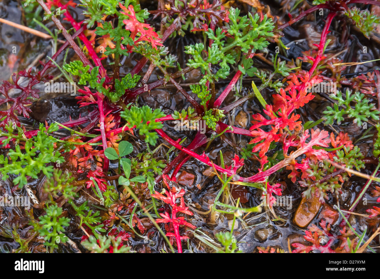 Red and green grass over flooded ground after rain Stock Photo - Alamy