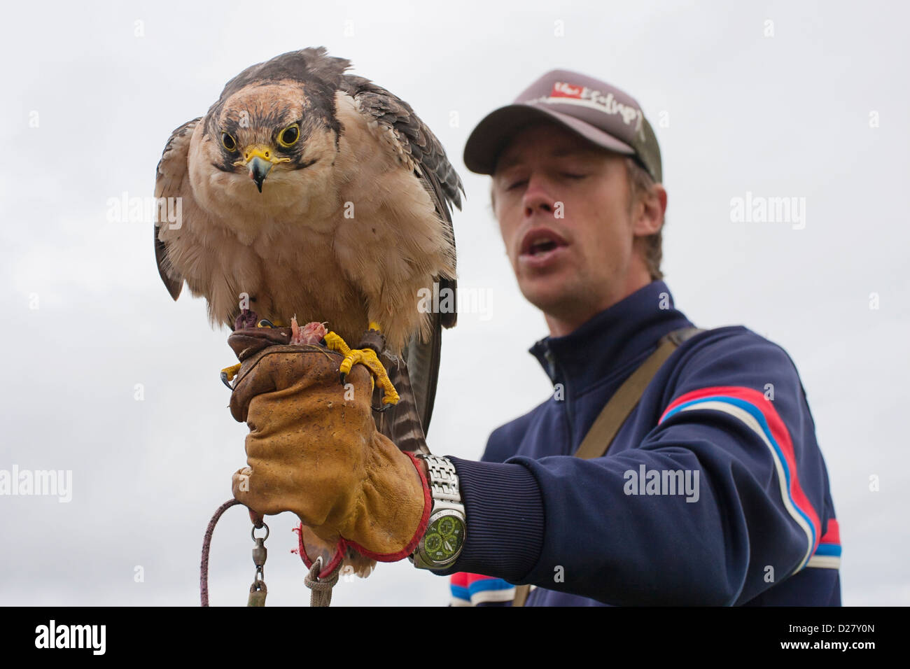 Falconer and his bird Stock Photo - Alamy