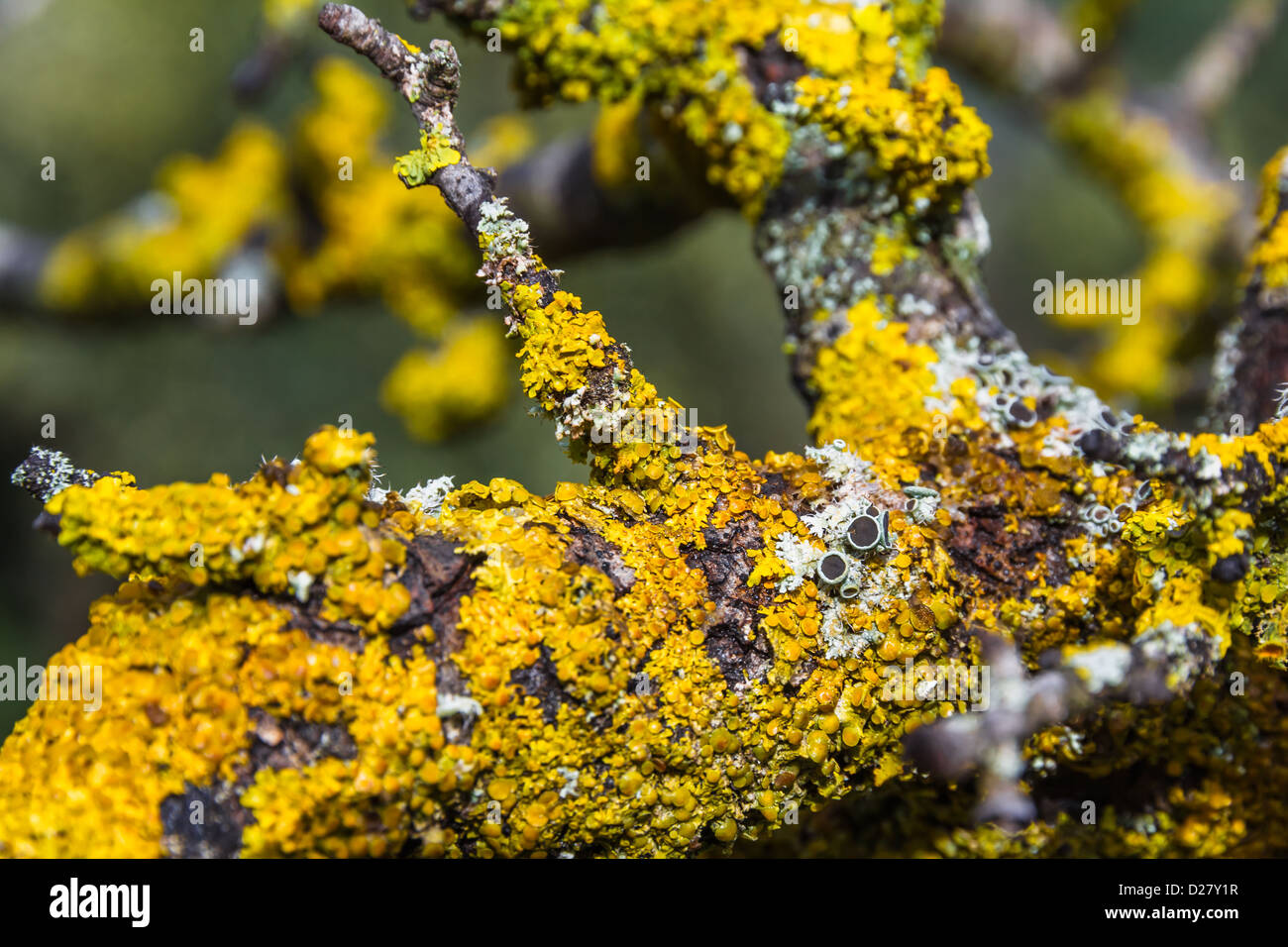 Colorful lichens on tree branches (Xanthoparmelia scabrosa Stock Photo ...