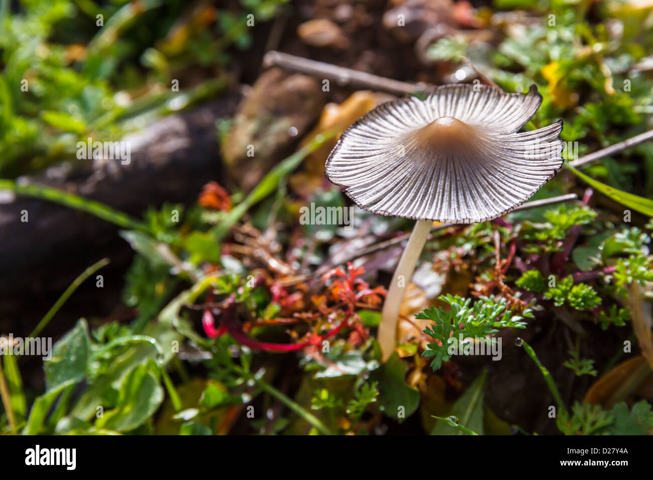 The little green cap hi-res stock photography and images - Alamy