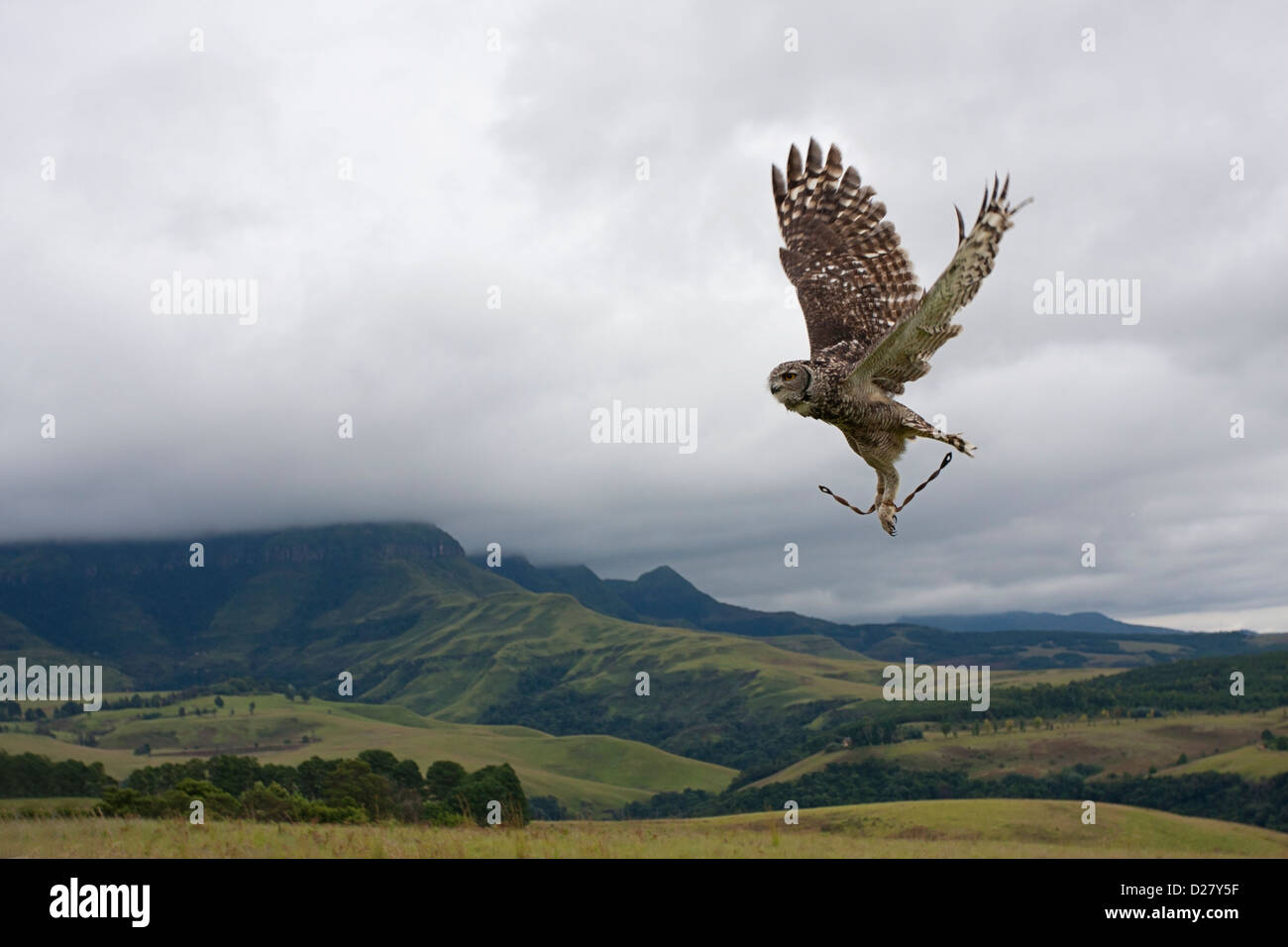 Cape Eagle Owl mid flight Stock Photo - Alamy