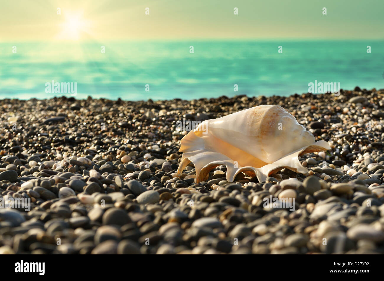 Shell on beach with tide at background Stock Photo - Alamy