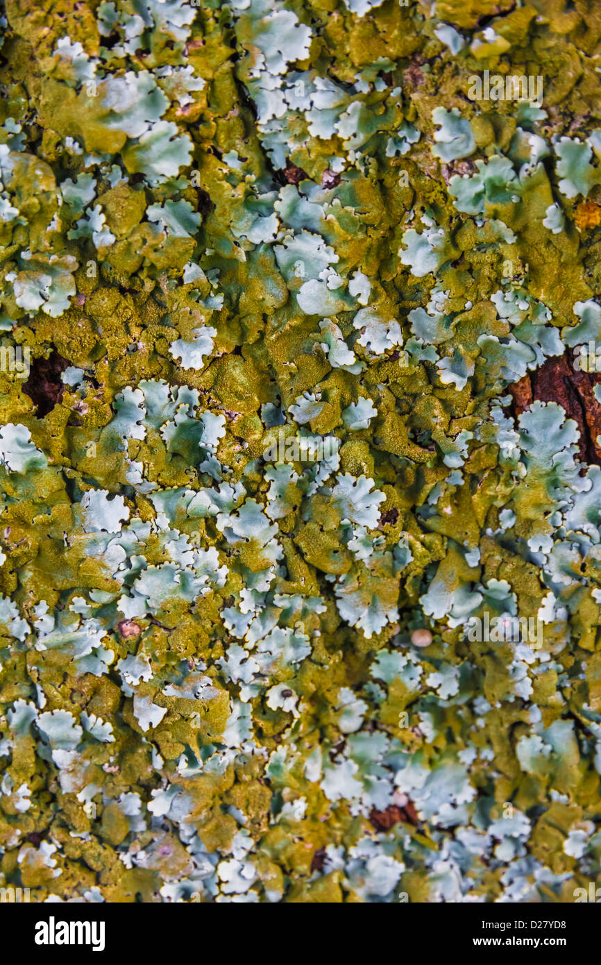 Colorful lichens on tree trunk (Xanthoparmelia scabrosa Stock Photo - Alamy